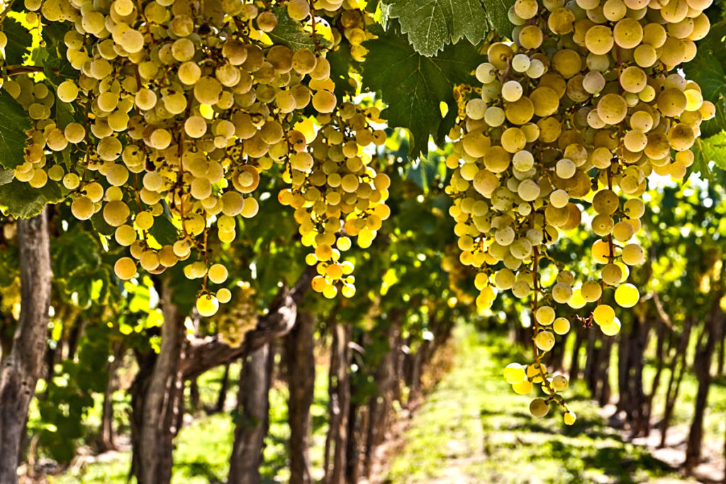 el-rey-del-cava-chardonnay-grape-raisin-uva – El Rey del Cava