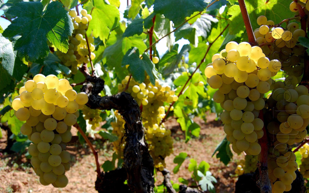 el-rey-del-cava-grape-raisin-uva-parellada – El Rey del Cava
