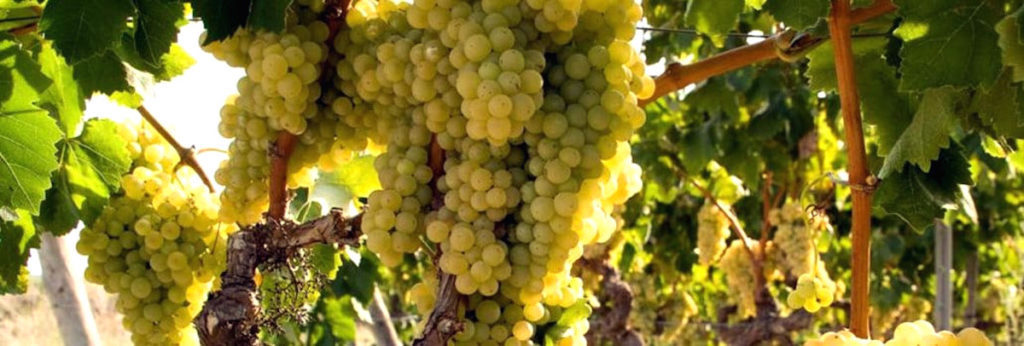 el-rey-del-cava-macabeo-raisin-grape-uva – El Rey del Cava