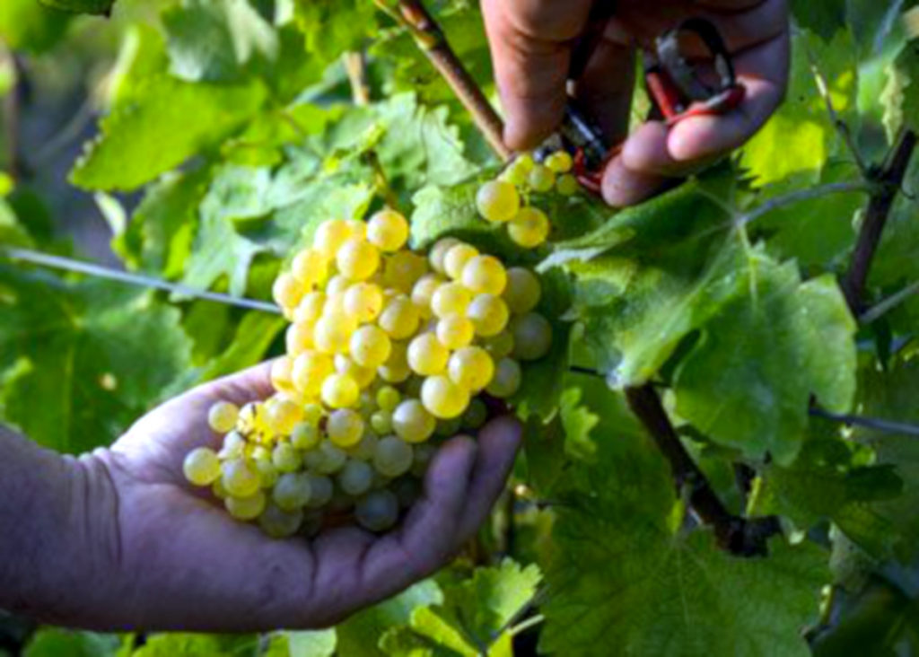el-rey-del-cava-parellada-raisin-uva-grape – El Rey del Cava