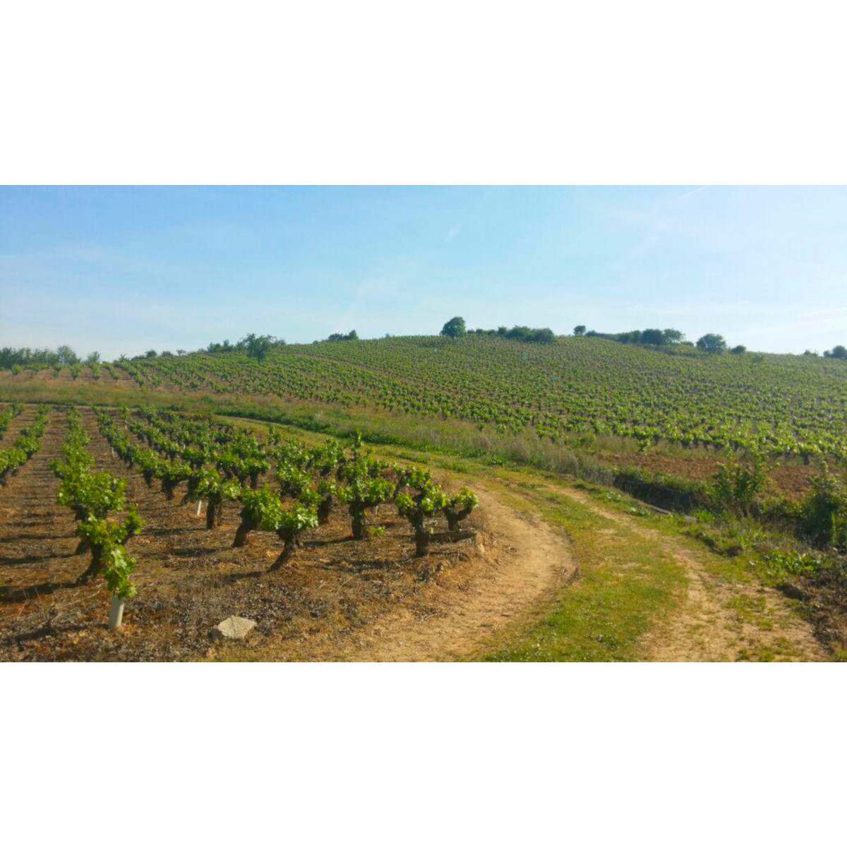 el-rey-del-cava-vinas-del-bierzo-vineyards – El Rey del Cava