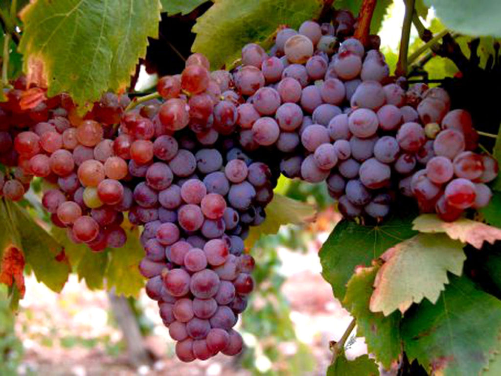 el-rey-del-cava-garnacha-gris-uva-grape-raisin – El Rey del Cava